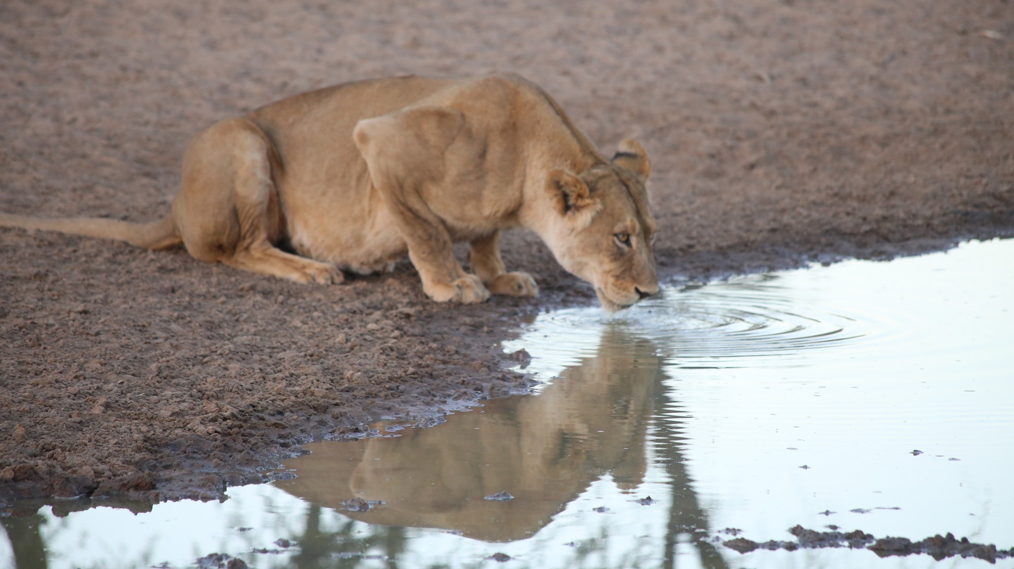Kalahari Desert Safaris Safari365